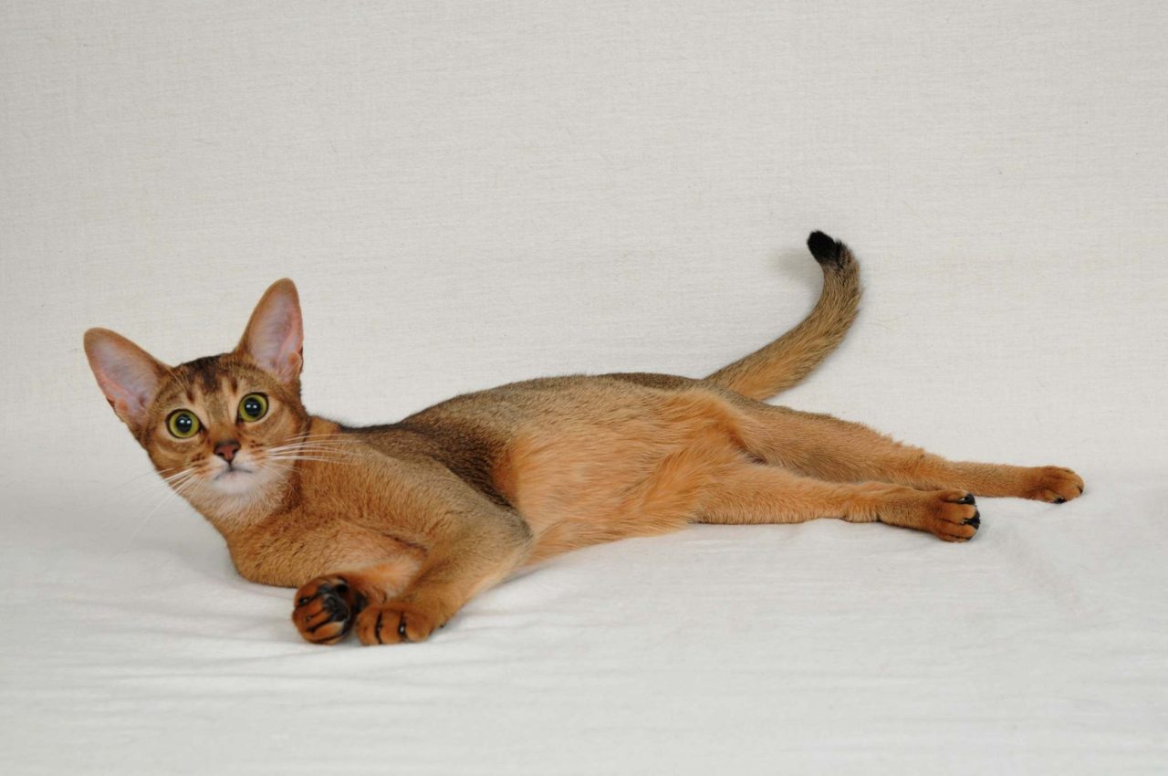 Raskat of huis-tuin-en-keukenkat? | NVvK